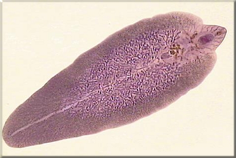 【flukes】什么意思_英语flukes的翻译_音标_读音_用法_例句_在线翻译_有道词典